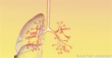 Bronchien Funktion Anatomie Erkrankungen NetDoktor Ch