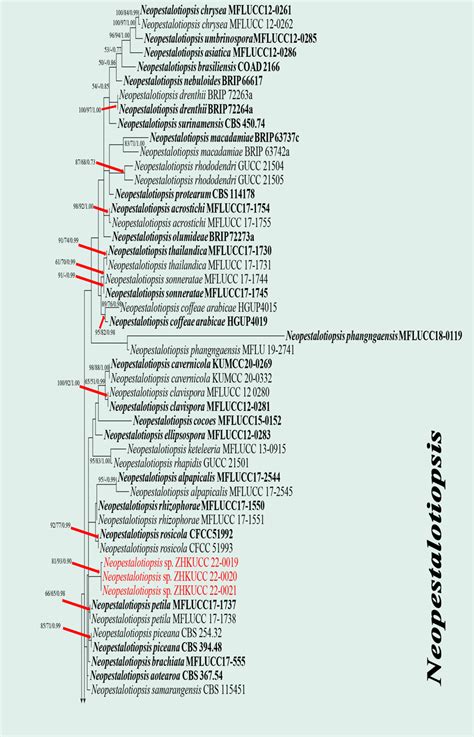 Phylogram Generated From Raxml Analysis Based On Combined Its Tub2