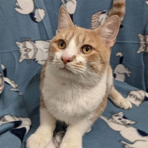 Cooper Adopted The Cafe Meow