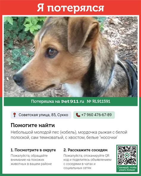 Пропала собака Пожалуйста максимальный репост Небольшой молодой пес