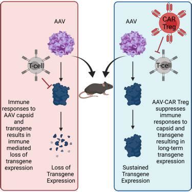 Modulating Immune Responses To AAV By Expanded Polyclonal T Regs And