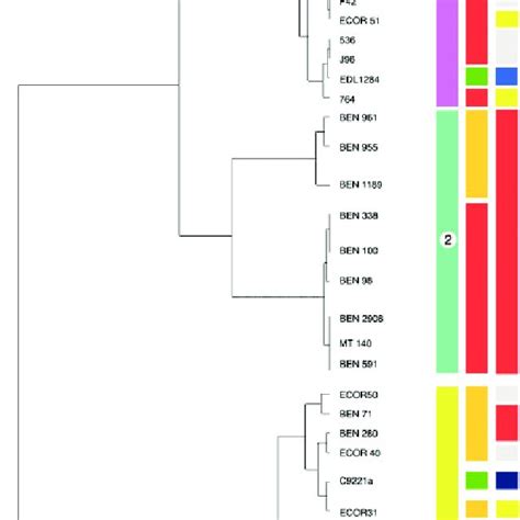 dendrogram obtained after ascending hierarchical classification of
