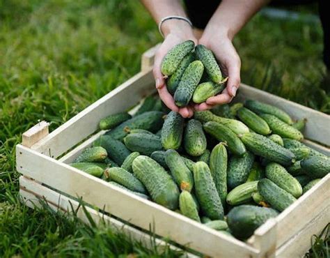 20 Best Mini Cucumber Varieties Small Cucumbers 20 Best Mini Cucumber Varieties Small Cucumbers