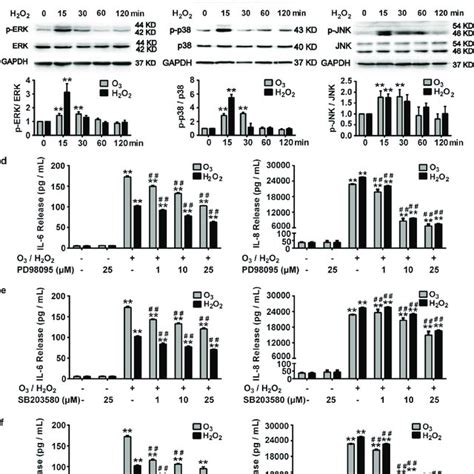 Role Of Mapk Signal Pathway In Oxidative Stress Induced Inflammatory
