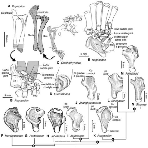 Evolution Of Multituberculate Pedal Features See Also Fig S5 A