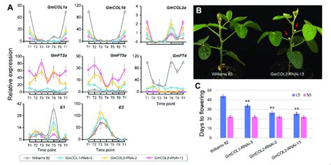 Gmcol1 Rnai And Gmcol2 Rnai Transgenic Soybean Plants A Real Time