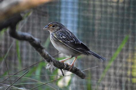 Florida Grasshopper Sparrow Success Brevard Zoo Blog