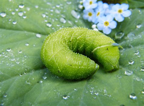 Caterpillar Identification A Visual Guide To 32 Types Of 50 Off
