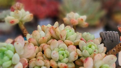 보약같은 봄비를 한껏 먹음고있는 옥상다육이다육이키우기 옥상다육봄비봄철다육관리걸이대다육노지다육 Youtube