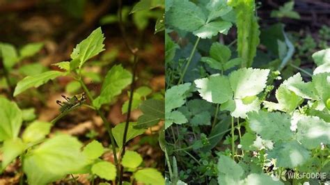참나물 아녔습니다 생김새 비슷해 자주 속는 봄 제철 나물의 정체 위키푸디 Wikifoodie