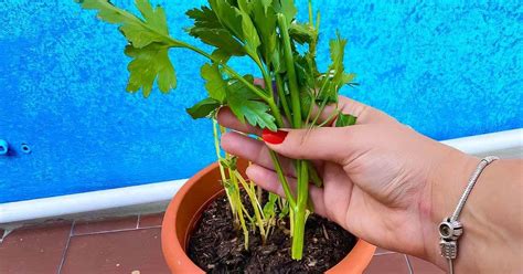 Comment Faire Pousser Du Persil A Partir D Une Branche
