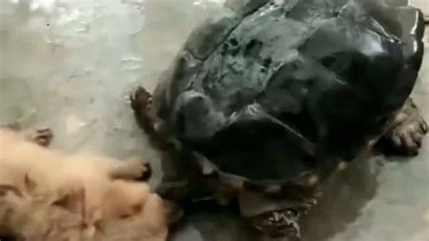小奶狗被鳄龟死死咬住，发出凄惨的叫声，看着都痛高清1080p在线观看平台腾讯视频