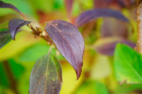 Seedling Leaves Turning Red Causes Fixes