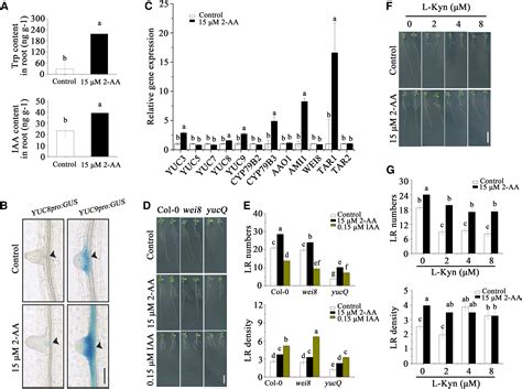 Trichoderma Secreted Anthranilic Acid Promotes Lateral Root Development Via Auxin Signaling And