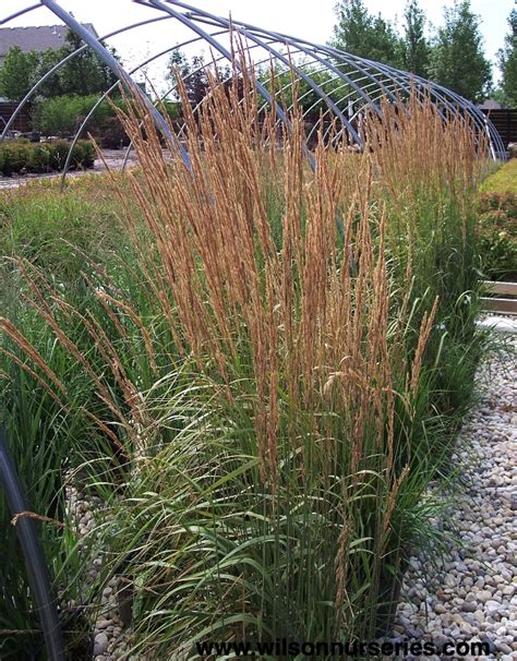 Karl Foerster Feather Reed Grass Wilson Nurseries