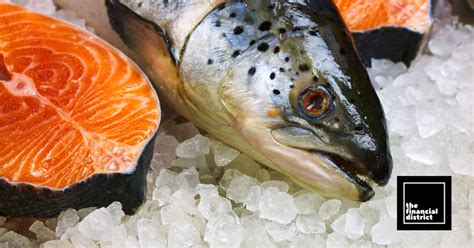 Aquabounty Harvests Genetically Modified Salmon In Indiana