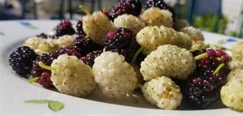 בר ליקוט תותים ברק שגיא