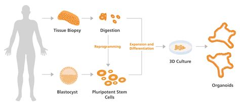Improving Drug Discovery With Organoids