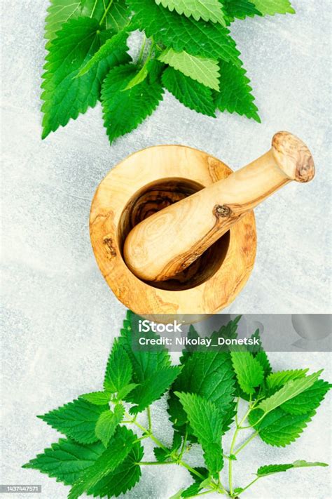 신선한 쐐기풀 잎 약초 및 동종 요법 0명에 대한 스톡 사진 및 기타 이미지 0명 Nettle 건강관리와 의술 Istock