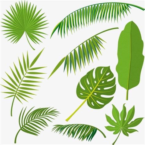 벡터 나뭇잎 이파리 녹색 잎 만화 녹색 잎 Png 일러스트 및 벡터 에 대한 무료 다운로드 Pngtree 나뭇잎