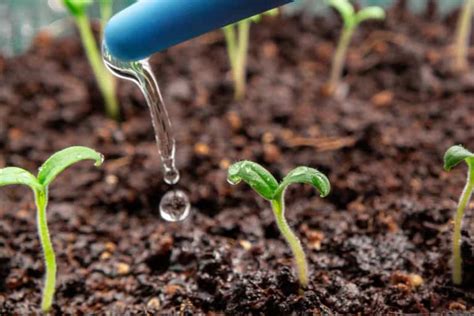 Watering Tomato Plants How To How Often And How Much Tomato Bible