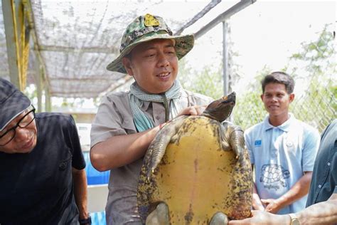 «អណ្តើកហ្លួងសត្វកម្រជិតផុតពូជនៅលើពិភពលោក កំពុងមានវត្តមាននៅកម្ពុជា