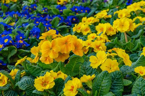 Primrose Fragrant Perennial Flowering Britannica