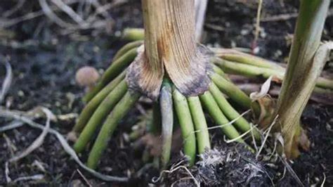 What Are The Different Parts Of Corn On The Cob Find Out Here Cheffist