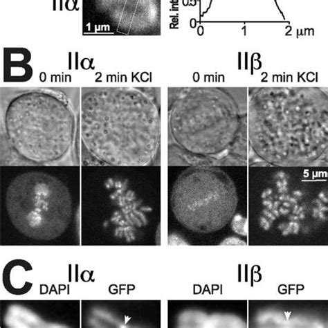Frap Analysis Of Topo Ii Gfp Cells Expressing Gfp Chimera Of Topo Ii