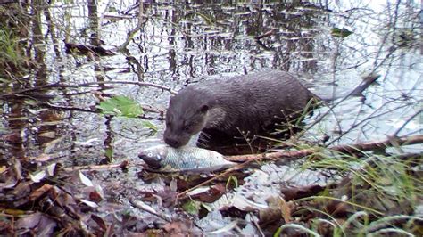 Wildlife Is Thriving At The Chernobyl Nuclear Disaster Site Mental Floss
