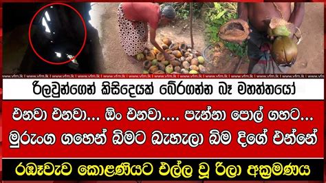 එනවා එනවා ඕං එනවා පැන්නා පොල් ගහට Youtube