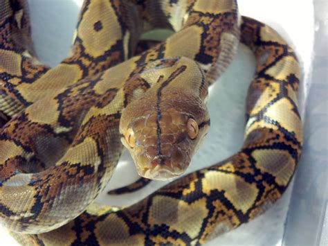Beautiful Female Retic Faunaclassifieds