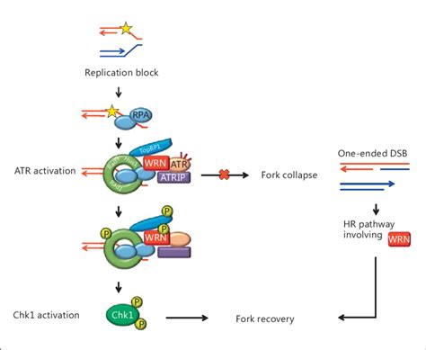 Potential Functions Of Wrn In The Recovery Of Stalled Replication