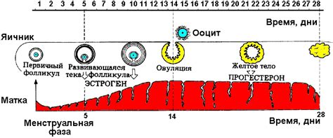 Толщина эндометрия при гиперплазии норма и отклонение от нее
