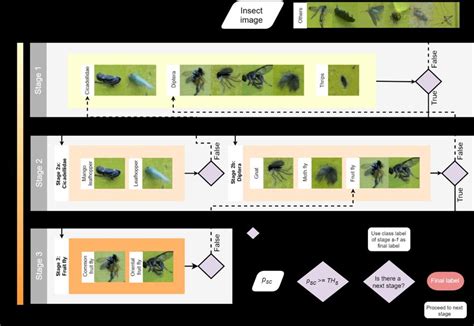 Tree Based Insect Image Classifier Structure And Flowchart Diagram