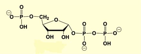 Pyrimidine Nucleotide Biosynthesis Flashcards Quizlet