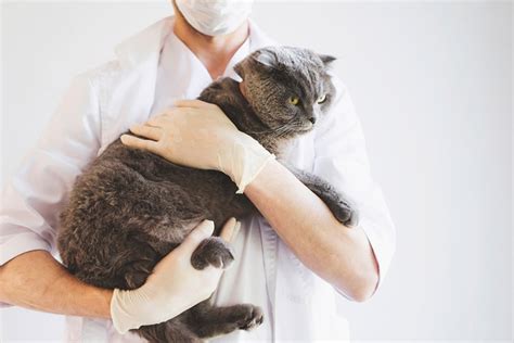 My Cat Has A Lump On Its Back Near Its Spine Vet Reviewed Facts And Faq