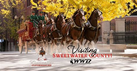 Western Wyoming Beverage Is Proud To Announce Budweiser Clydesdales To