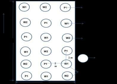 Layout Of The Experimental Field Download Scientific Diagram