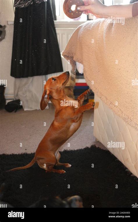 Miniature Dachshund Enjoying Playtime Stock Photo Alamy