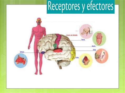Tipos Y Funciones De Los Receptores Sensoriales