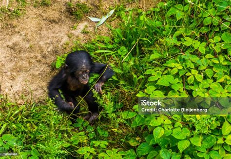 일부 식물을 통해 걷는 Bonobo 유아 인간 원숭이 피그미 침팬지 아이 아프리카에서 멸종 위기에 처한 영장류 Specie 0