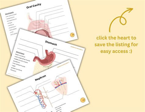 Digestive System Workbook ~ Digital Practice Sheet Printable Download