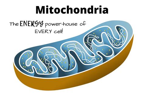 What Are Mitochondria Is Our Environment Tampering Ruining Our Health
