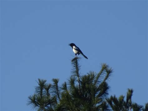 Elster Ruft Elster Pica Pica C Sabine Kehling Naturgucker De