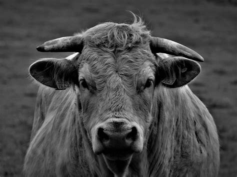 Unfazed By Falling Economy Bitcoin Major Bull Run Looms Analyst