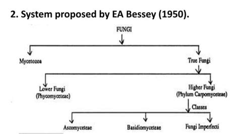 Classification N Evolution Of Fungi Ppt