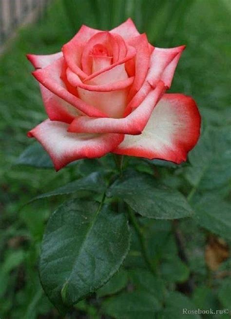 What Is The Difference Between A Tea Rose And A Floribunda At Tina Kemp