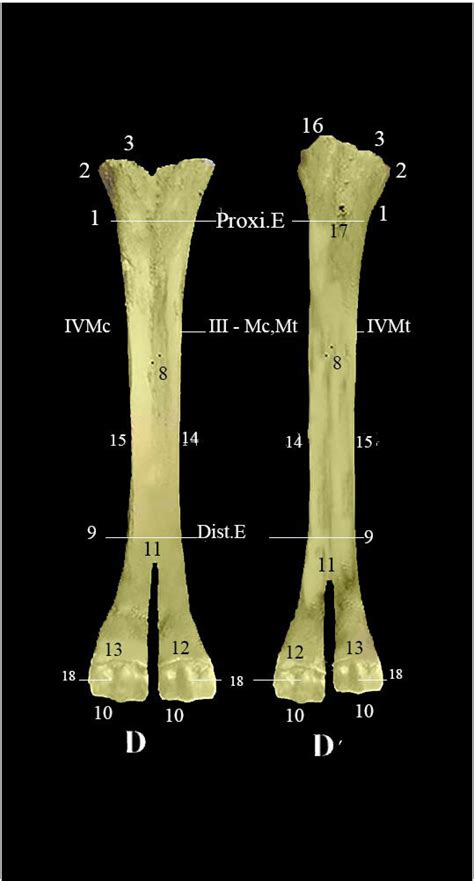 D Palmer View Of Metacarpus Dʹ Planter View Of Metatarsus Of