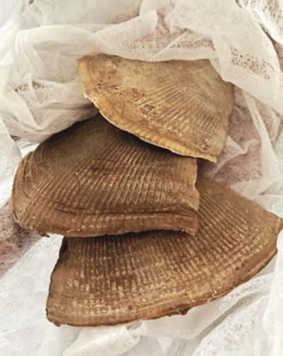 13 Arrested With Pangolin Scales And Weapons Indore News Times Of India